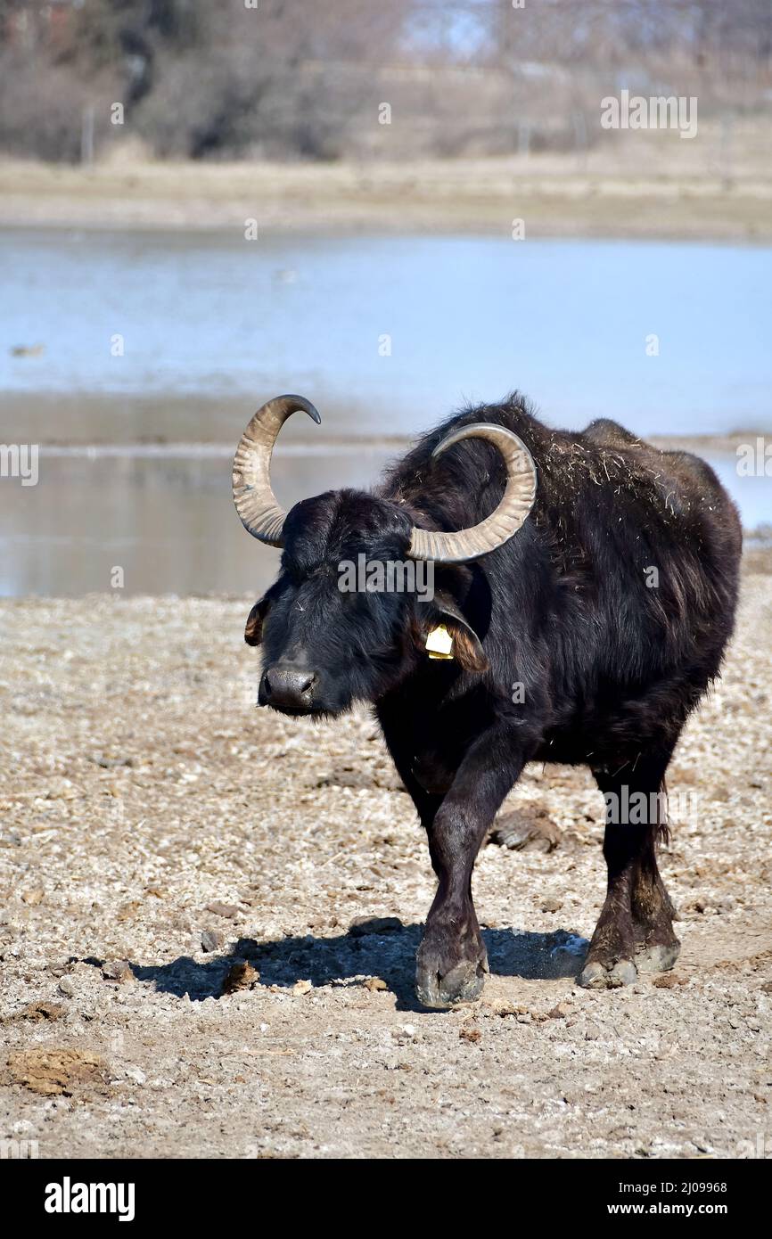 Water buffalo, domestic water buffalo, Wasserbüffel, Bubalus bubalis ...