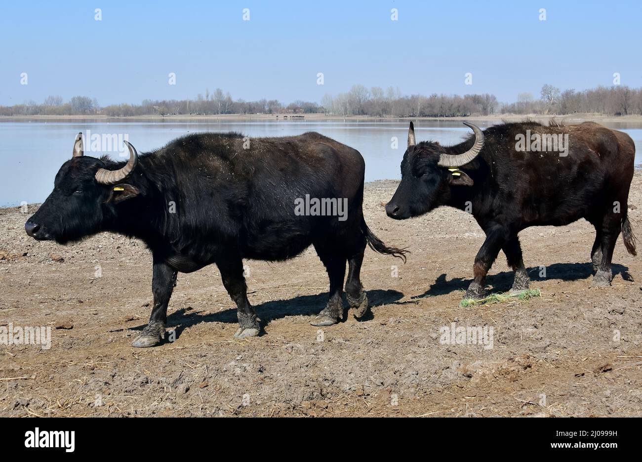 Water buffalo, domestic water buffalo, Wasserbüffel, Bubalus bubalis ...
