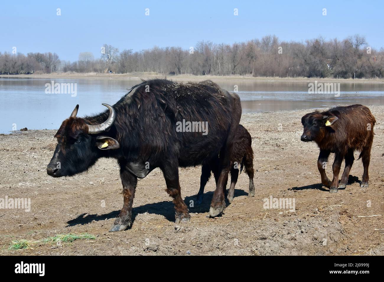 Water buffalo, domestic water buffalo, Wasserbüffel, Bubalus bubalis ...