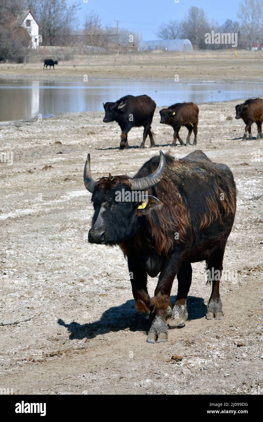 Water buffalo, domestic water buffalo, Wasserbüffel, Bubalus bubalis ...