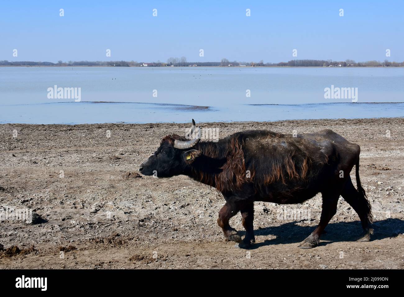 Water buffalo, domestic water buffalo, Wasserbüffel, Bubalus bubalis ...