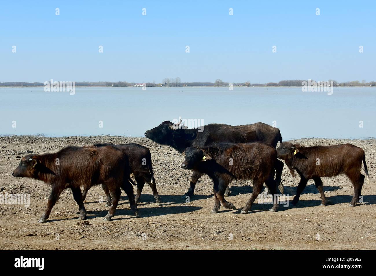 Water buffalo, domestic water buffalo, Wasserbüffel, Bubalus bubalis ...
