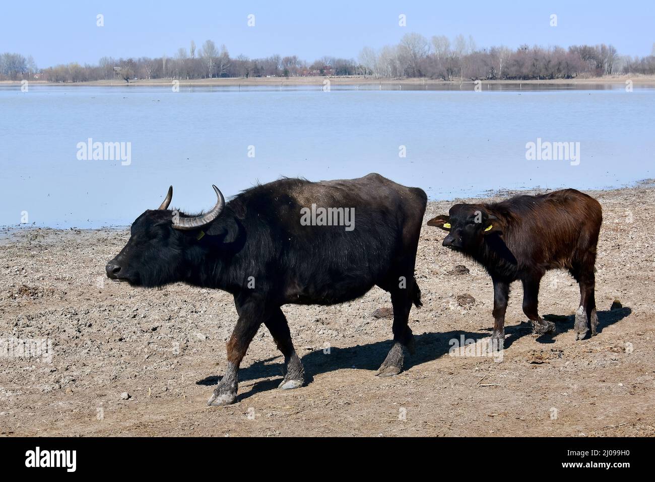 Water buffalo, domestic water buffalo, Wasserbüffel, Bubalus bubalis ...