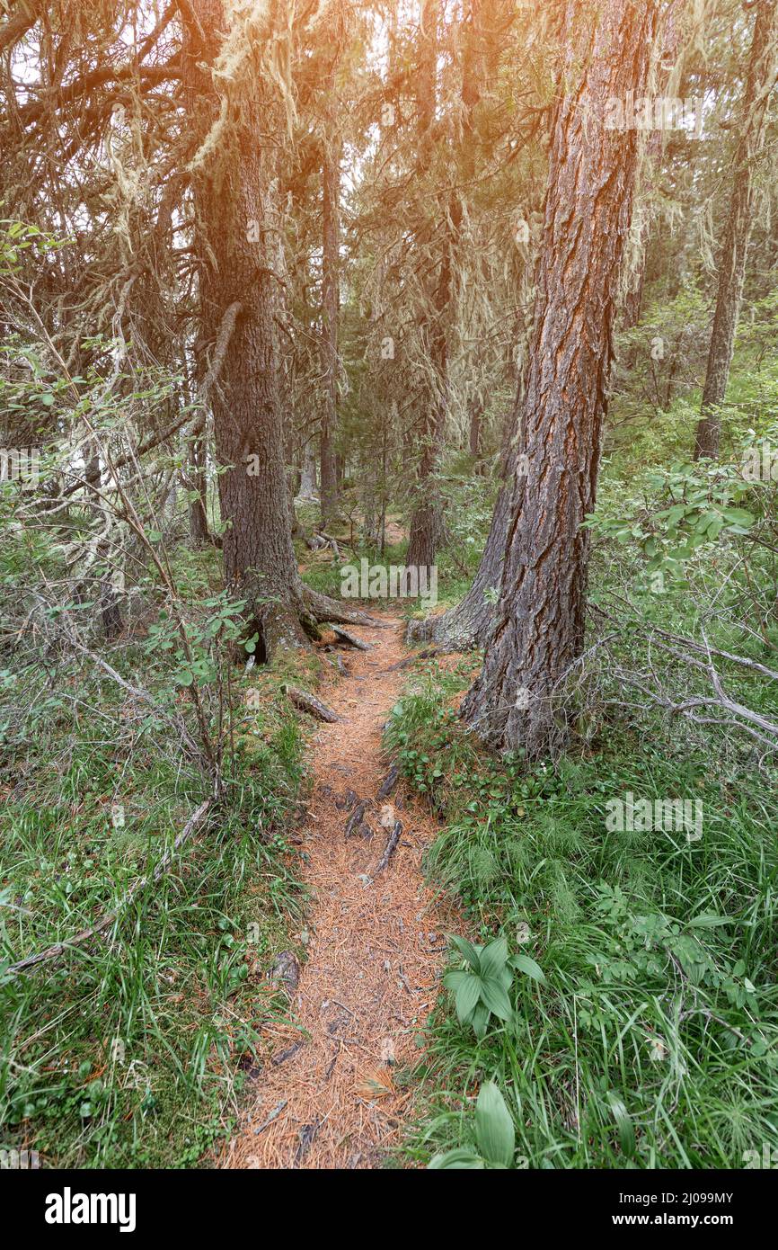 Woodland pathway leading to the light hi-res stock photography and ...