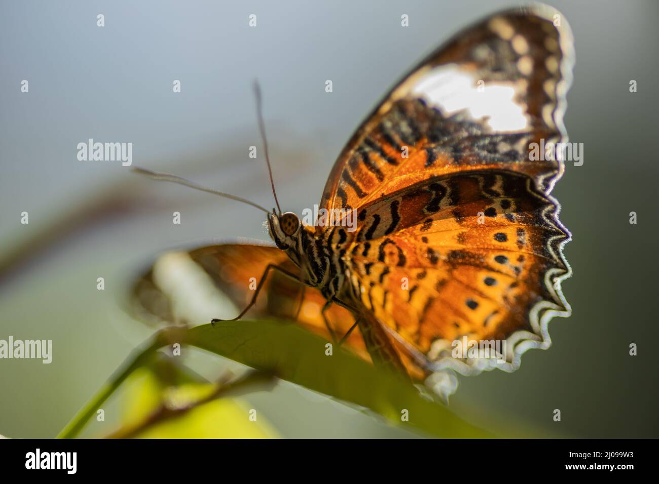 Monarch butterfly underneath lit by sunlight Stock Photo - Alamy