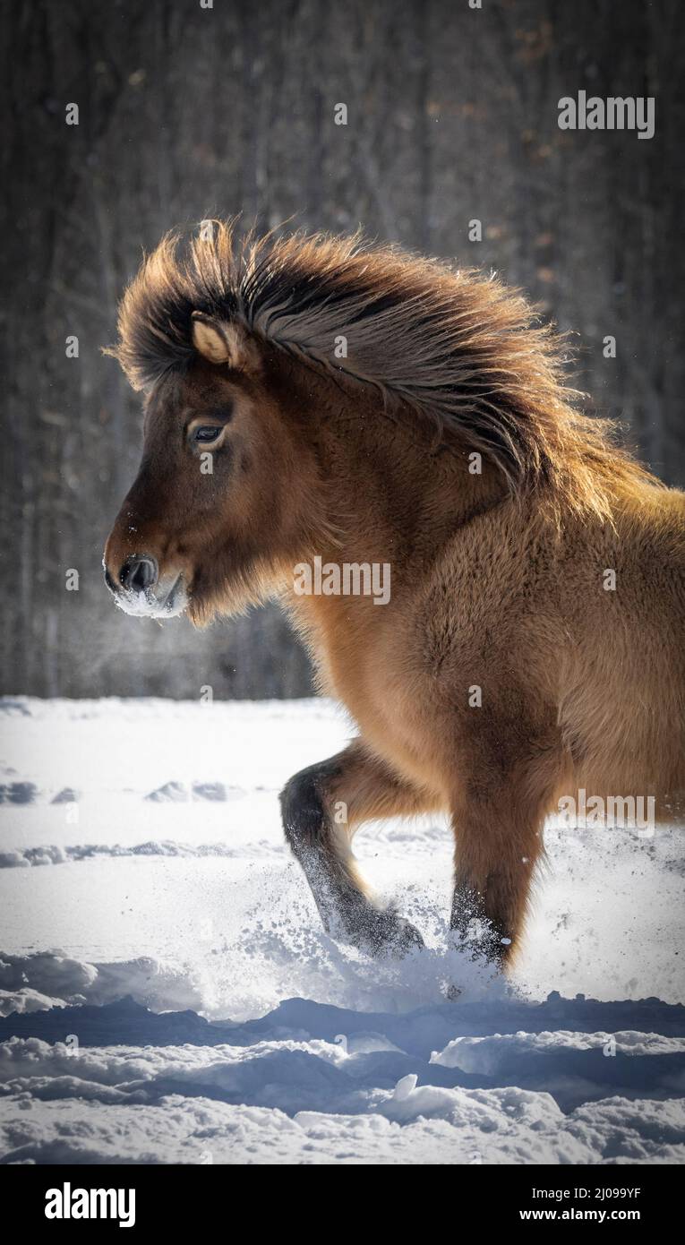 Beautiful Icelandic mare dancing in the snow Stock Photo - Alamy