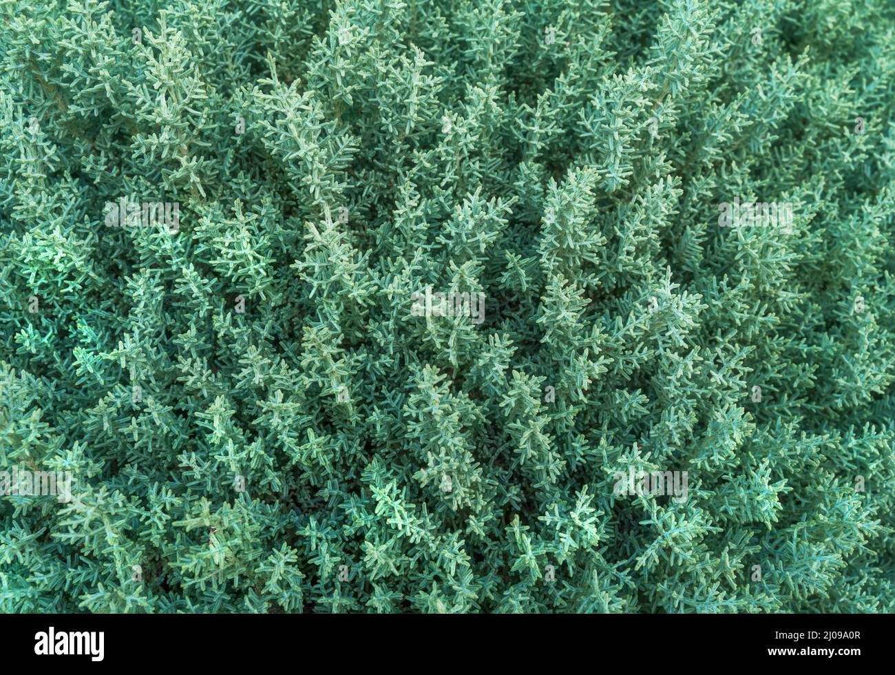 Perfect natural young bush pattern background in trendy green color ...