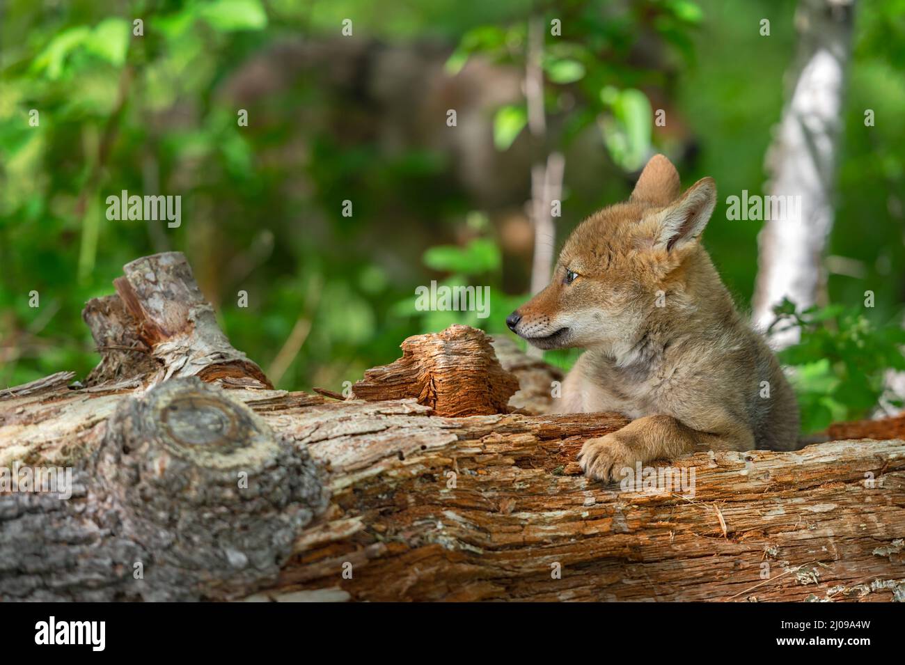 Coyote Pup (Canis latrans) Lies on Log Ears Back Looking Left Summer ...