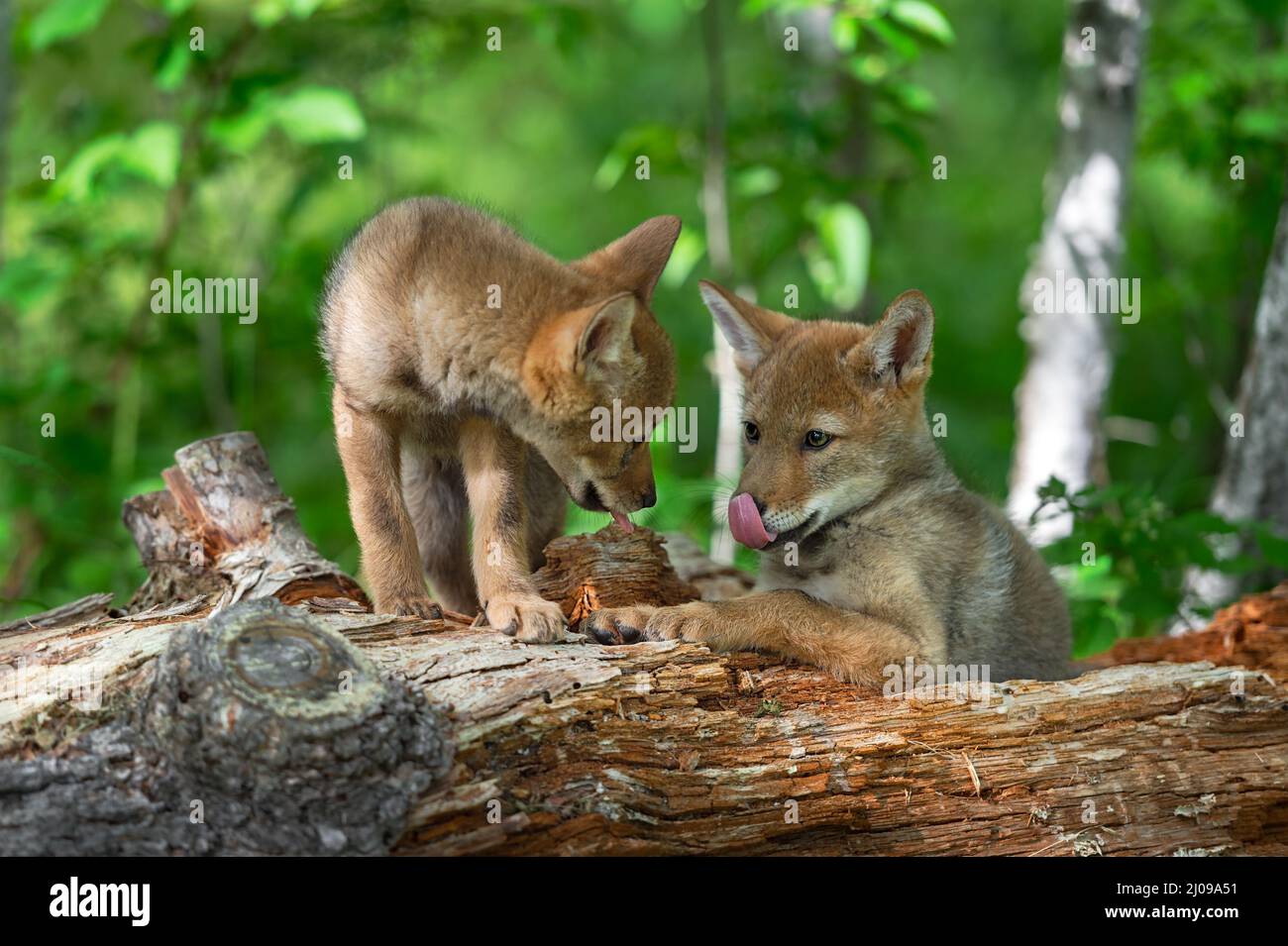 Coyote Pups (Canis latrans) on Log Tongues Out Summer - captive animals ...