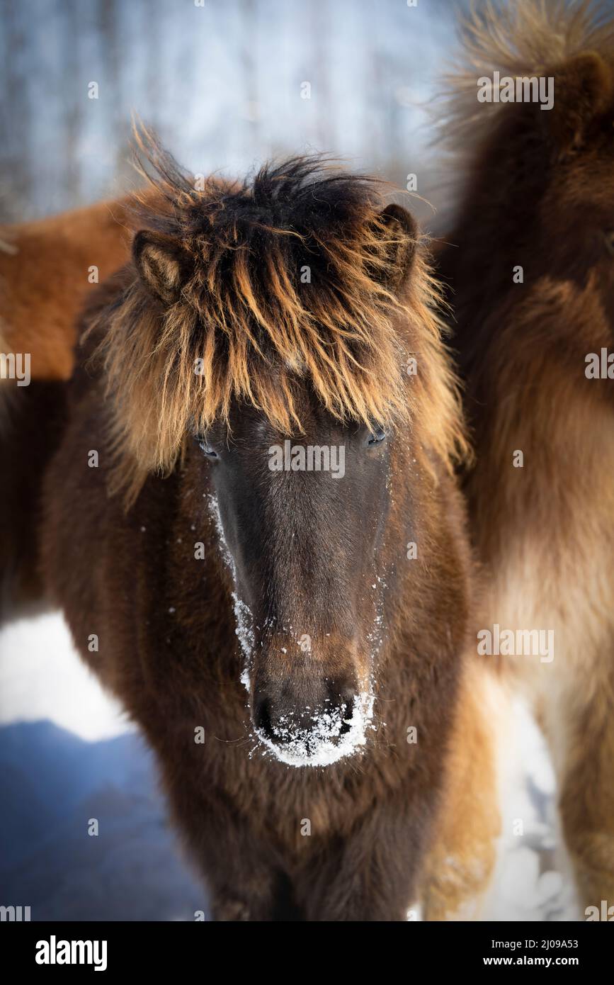 Brown Icelandic horse colt Stock Photo - Alamy
