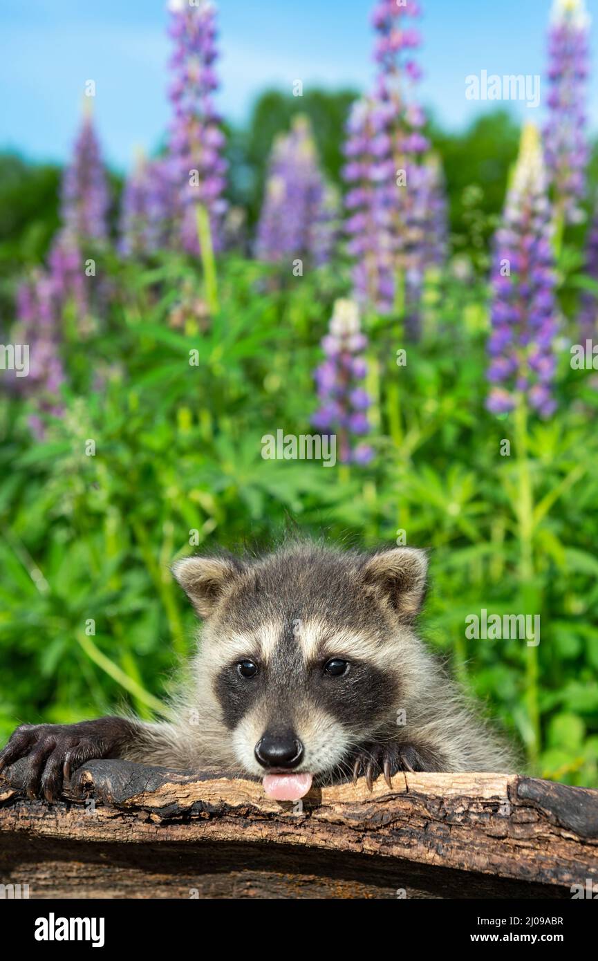 Raccoon (Procyon lotor) Tongue Out Over Log Lupin in Background Summer ...