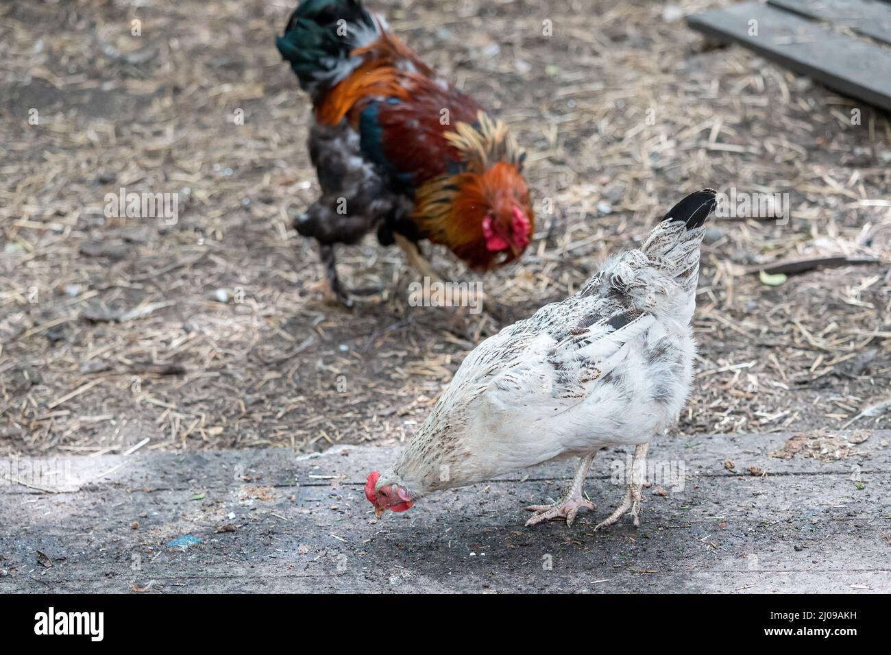 domestic chickens and hens grazing in the farm yard Stock Photo - Alamy