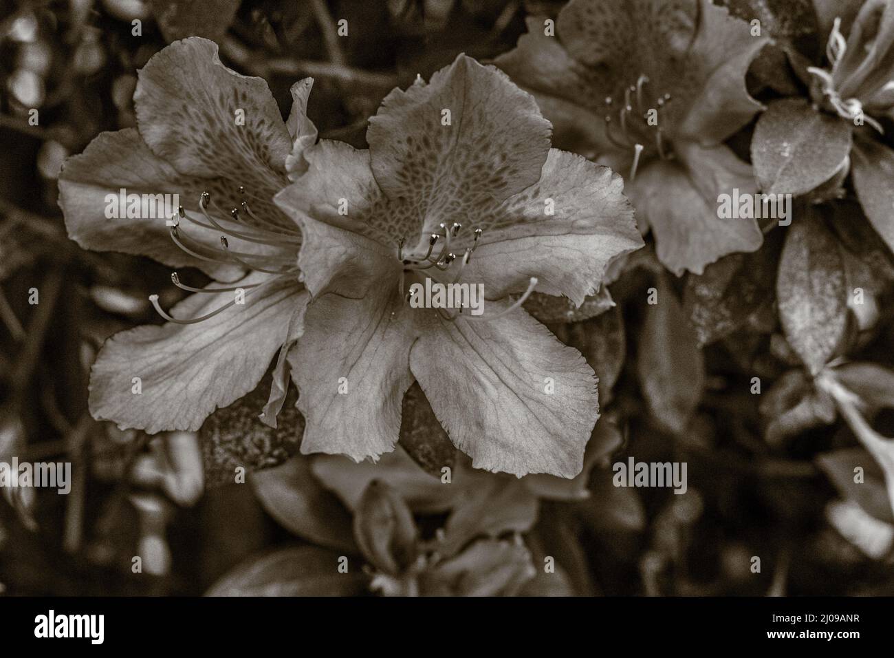 Closeup greyscale of Hydrangea flowers on a bush Stock Photo - Alamy