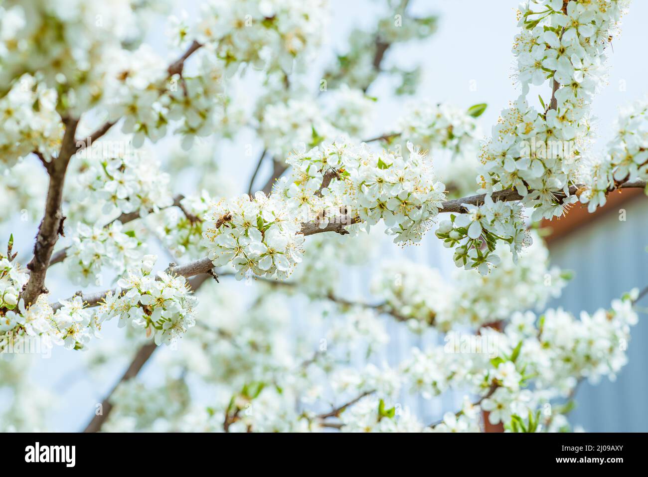 Cherry flowers branch, spring blossom, flowering period Stock Photo - Alamy