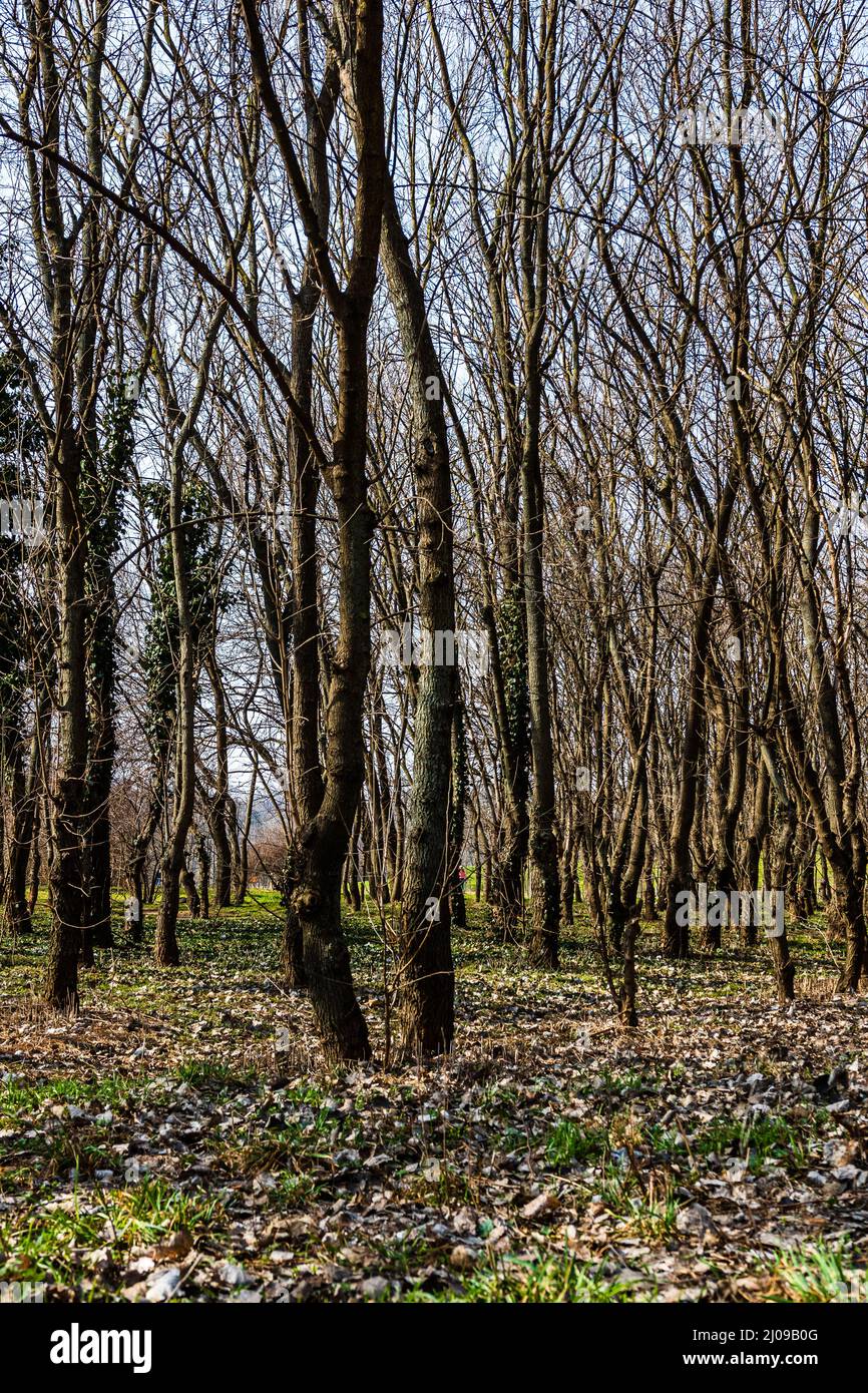 Tree trunks in a dense forest, way through rows of trees Stock Photo ...