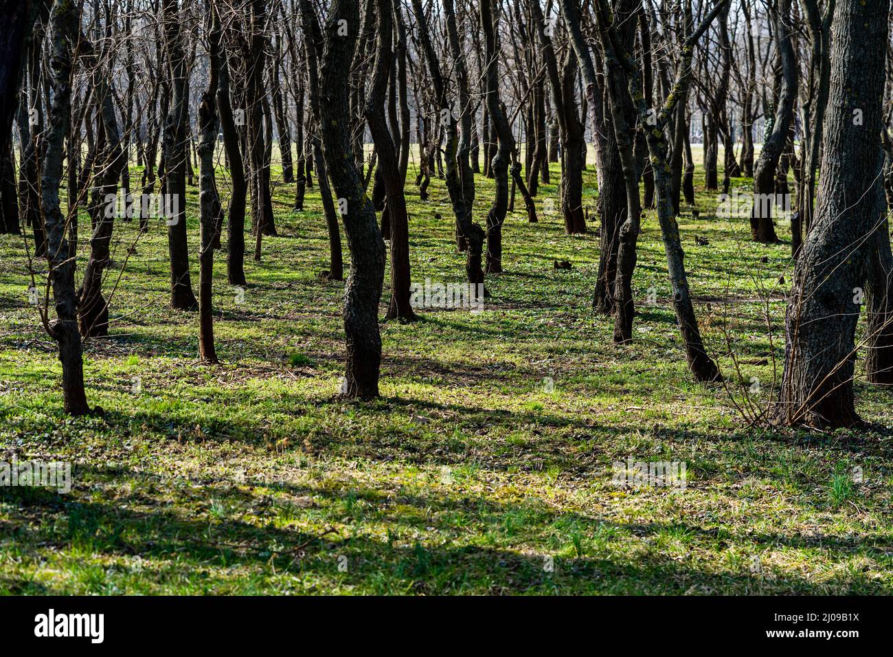 Tree trunks in a dense forest, way through rows of trees Stock Photo ...