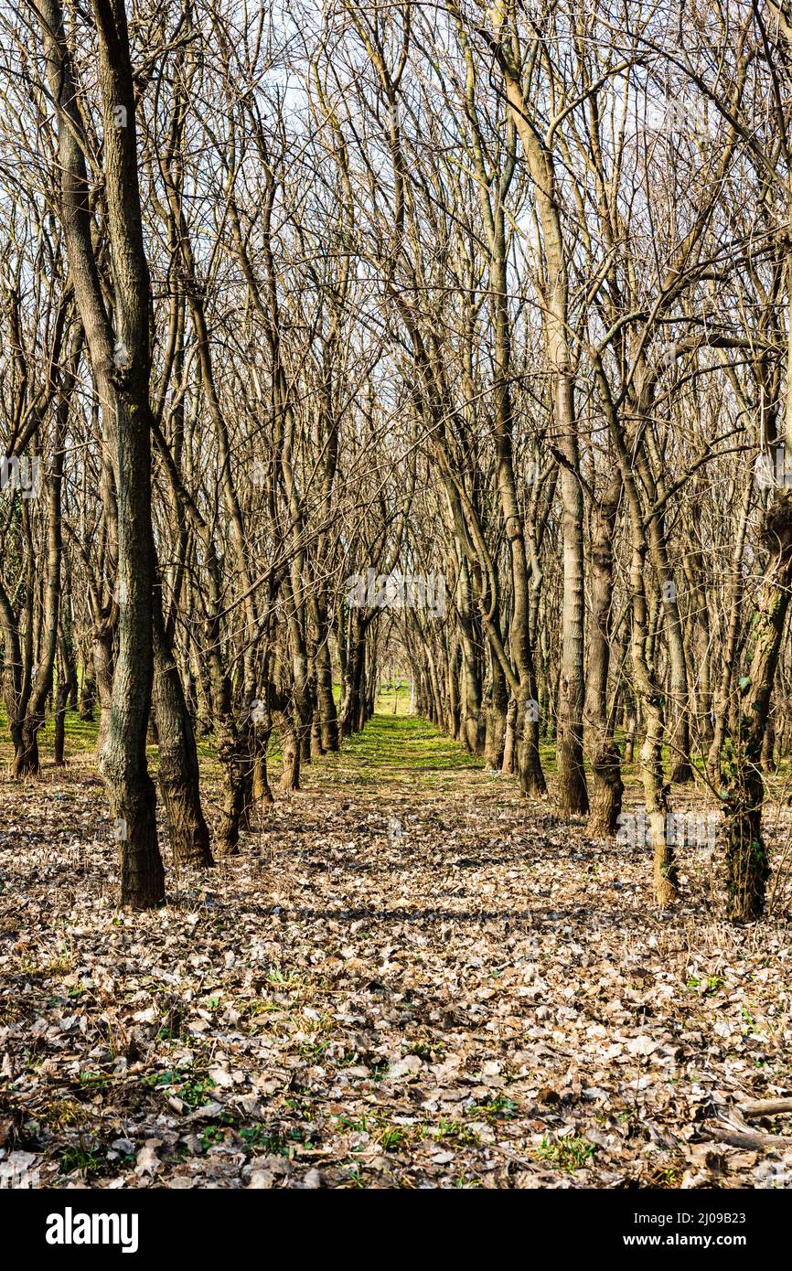 Tree trunks in a dense forest, way through rows of trees Stock Photo ...