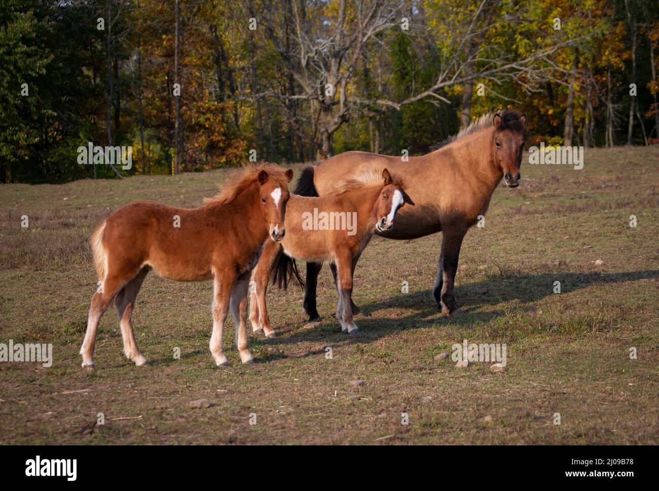 Three horses together hi-res stock photography and images - Alamy