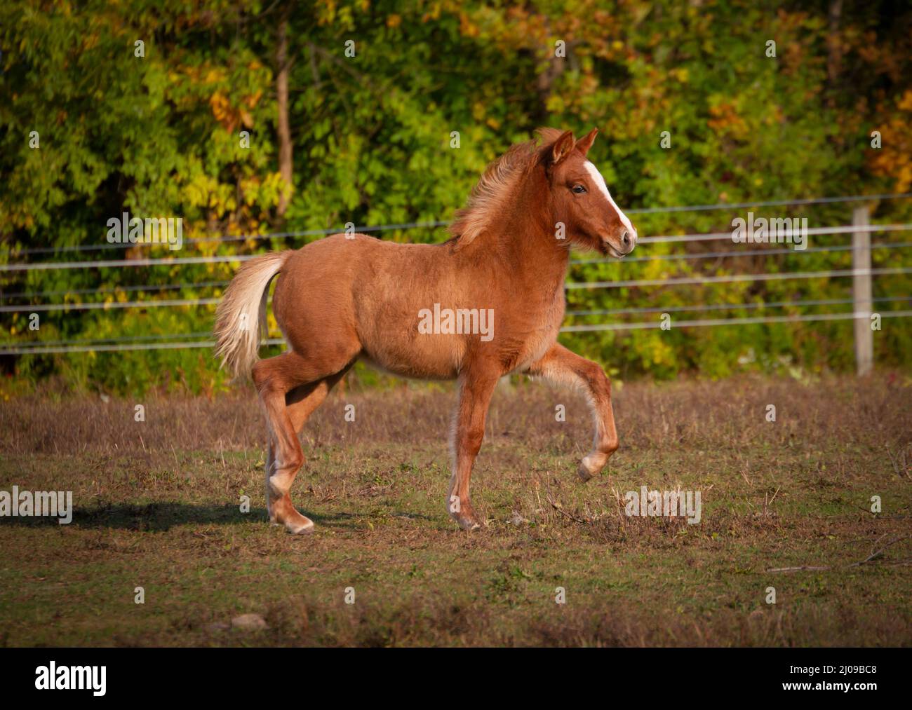 Dun foal hi-res stock photography and images - Alamy