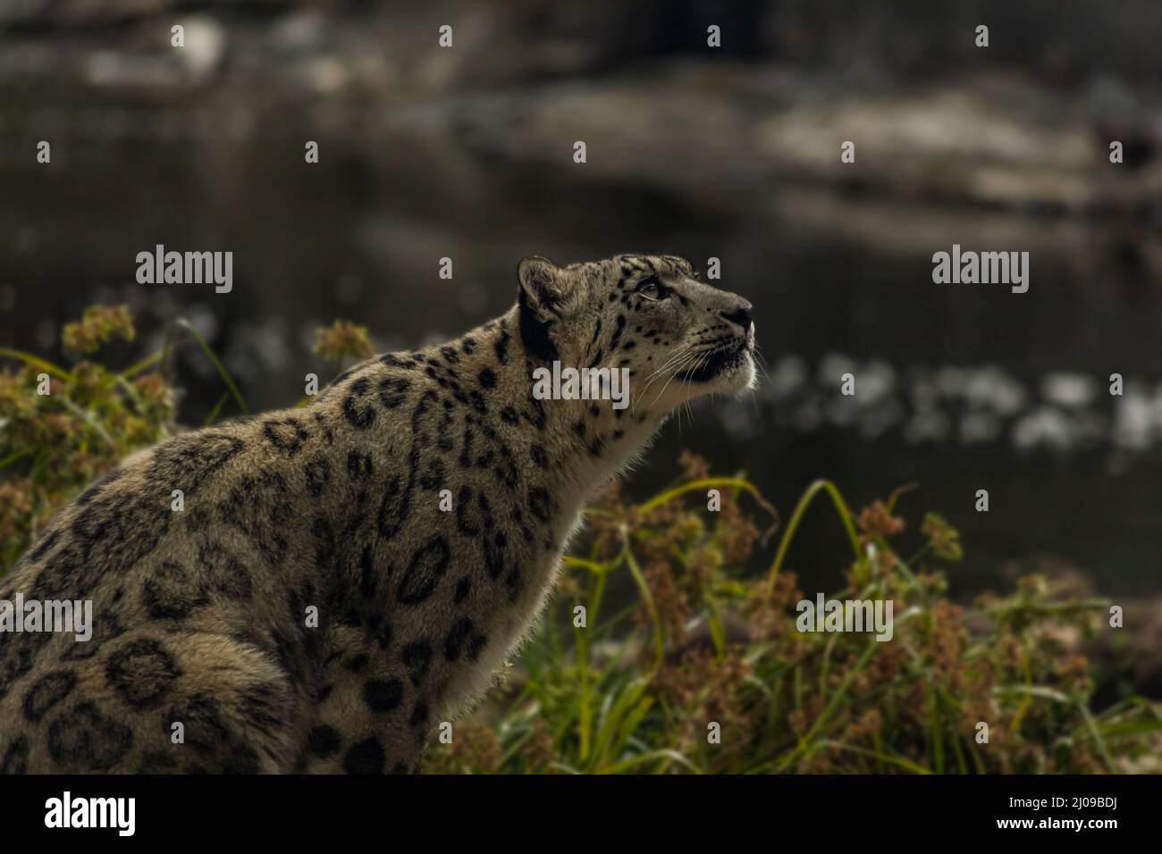 Snow leopard by a lake Stock Photo - Alamy