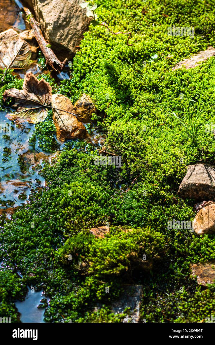 Green natural moss near mountain stream and rocks, beautiful nature ...