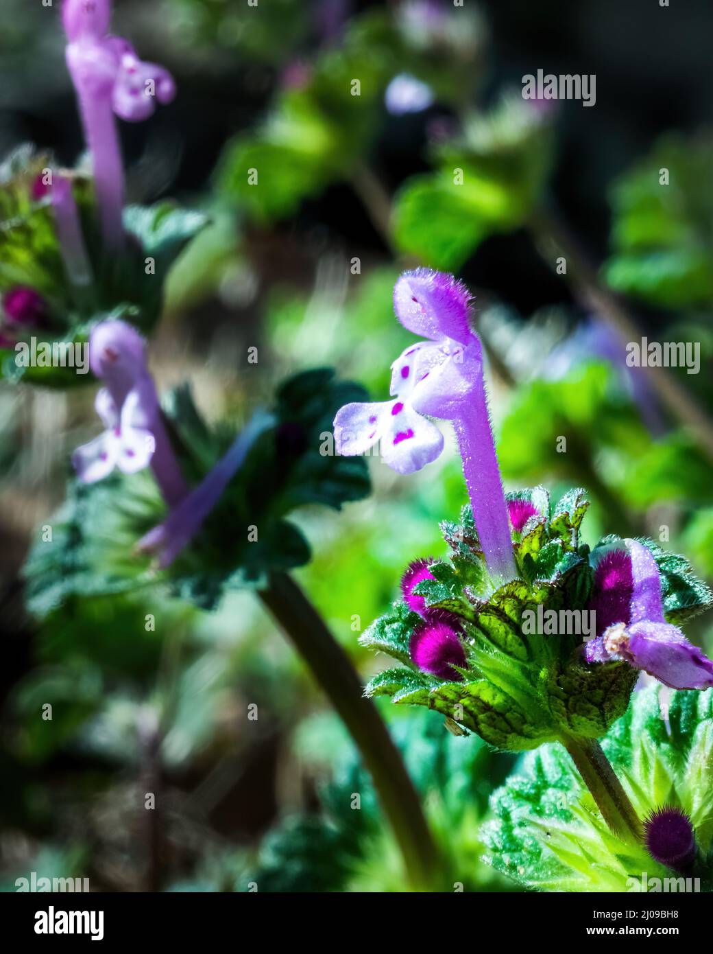 Selective focus of Henbit deadnettle (Lamium amplexicaule) plant in the ...