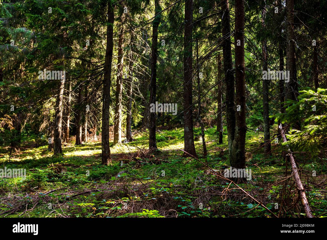 View through forest trees, sunlights over the mountain forest details ...