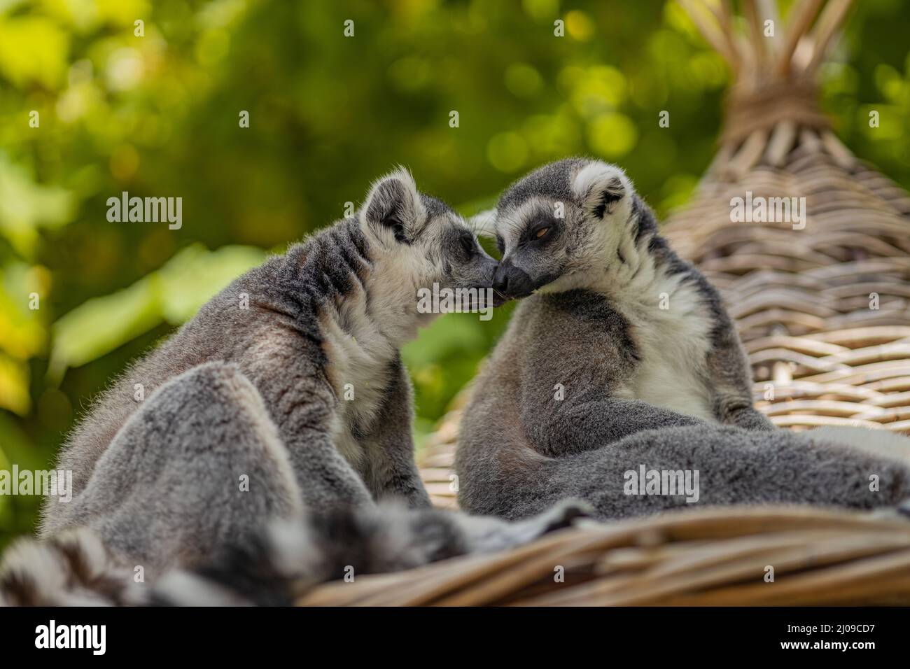 Lemurs grooming each other hi-res stock photography and images - Alamy