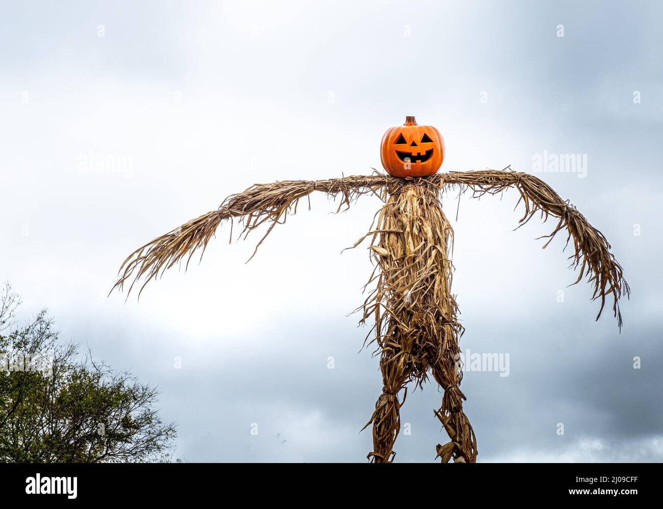 Halloween scarecrow made from corn with a pumpkin head against cloudy ...