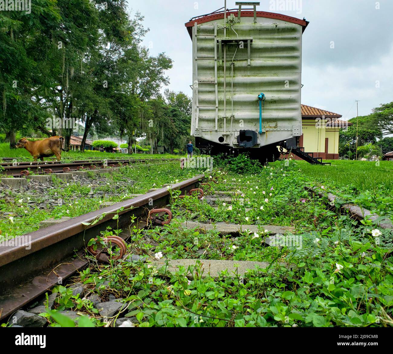 Cute brown calf next to a wagon over a railway track Stock Photo - Alamy