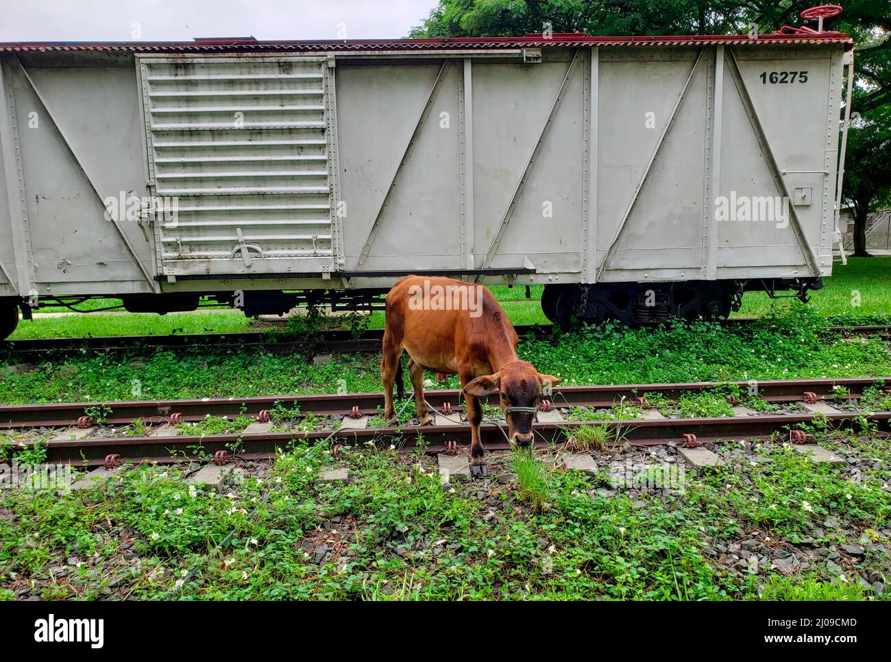 Cattle rail wagon hi-res stock photography and images - Alamy