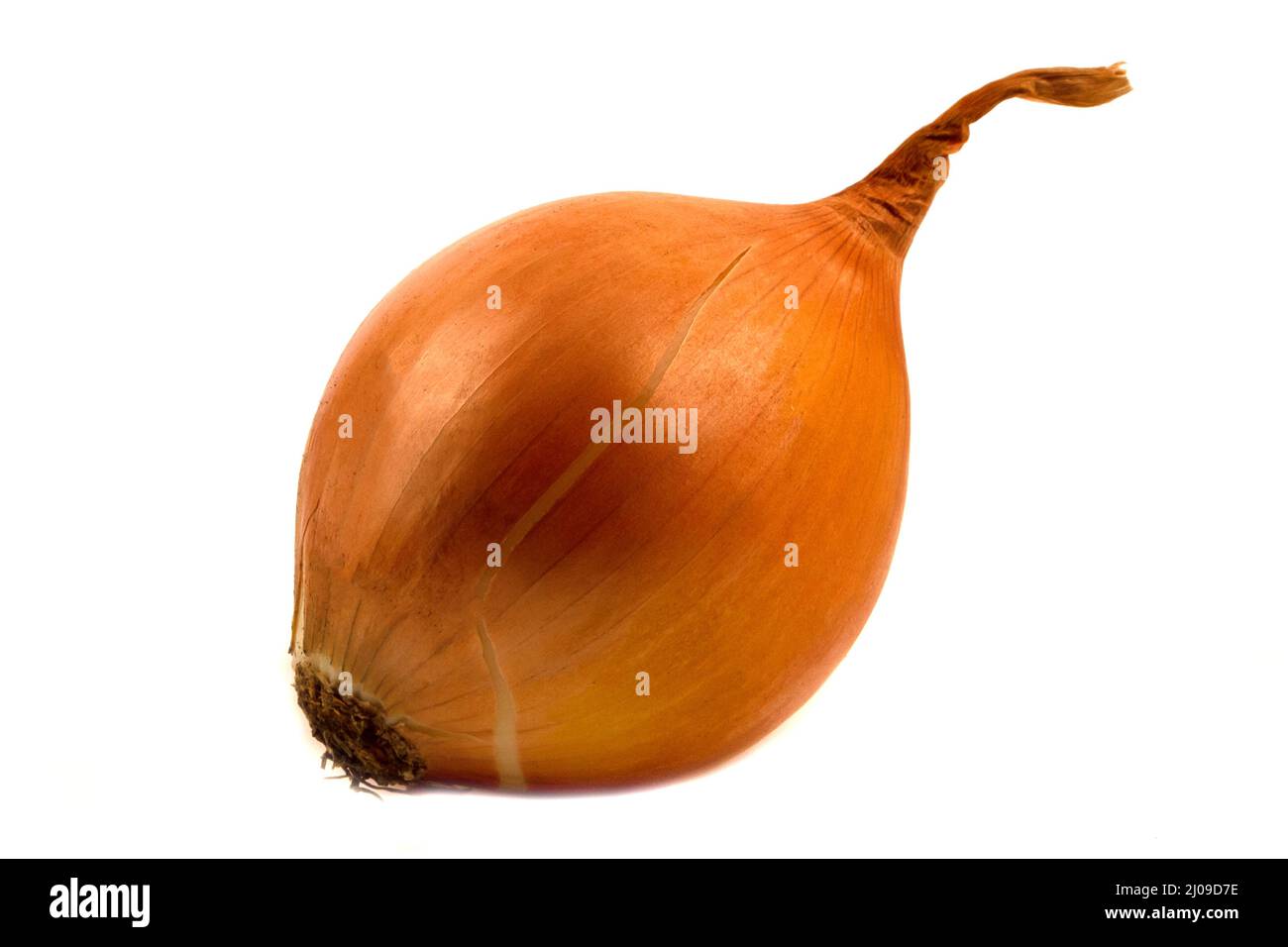 One yellow onion isolated on white background Stock Photo - Alamy