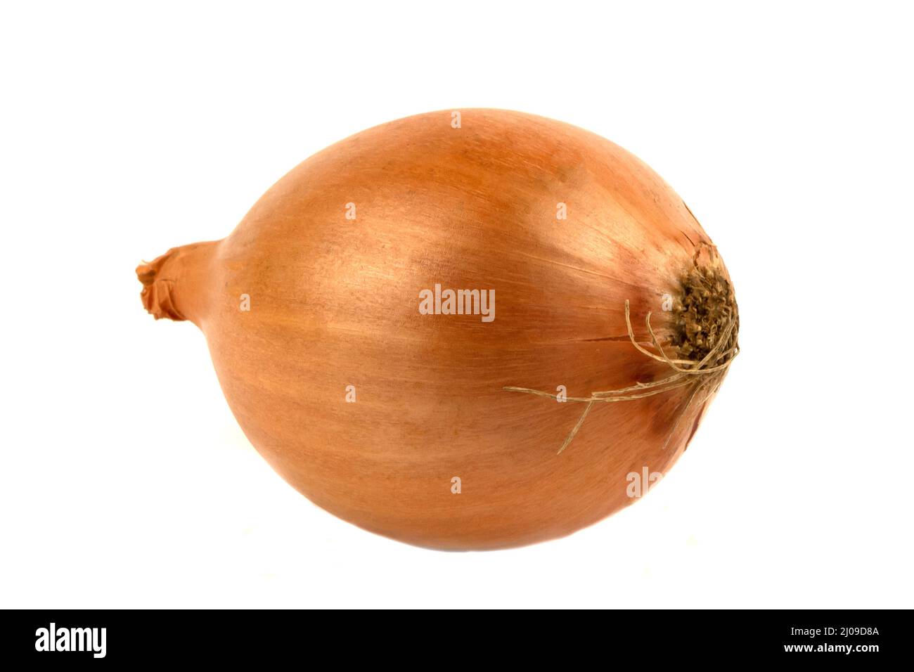 One yellow onion isolated on white background Stock Photo - Alamy