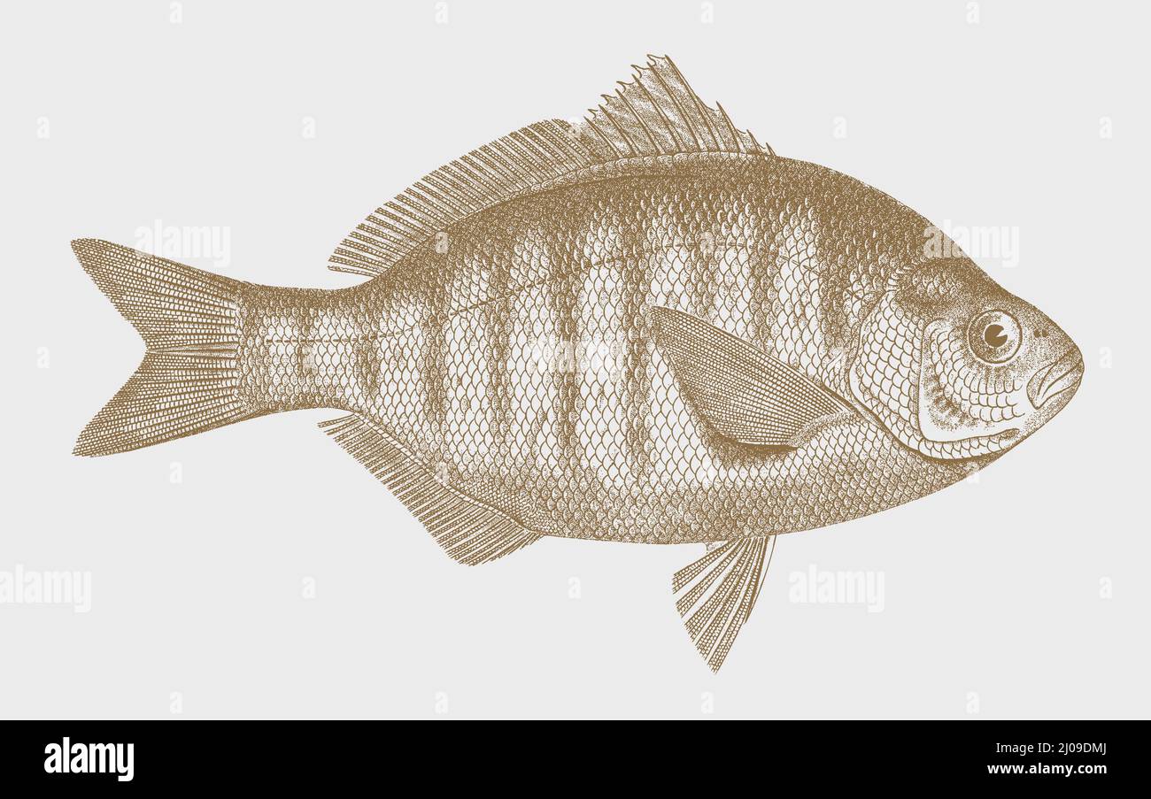 Redtail surfperch hi-res stock photography and images - Alamy