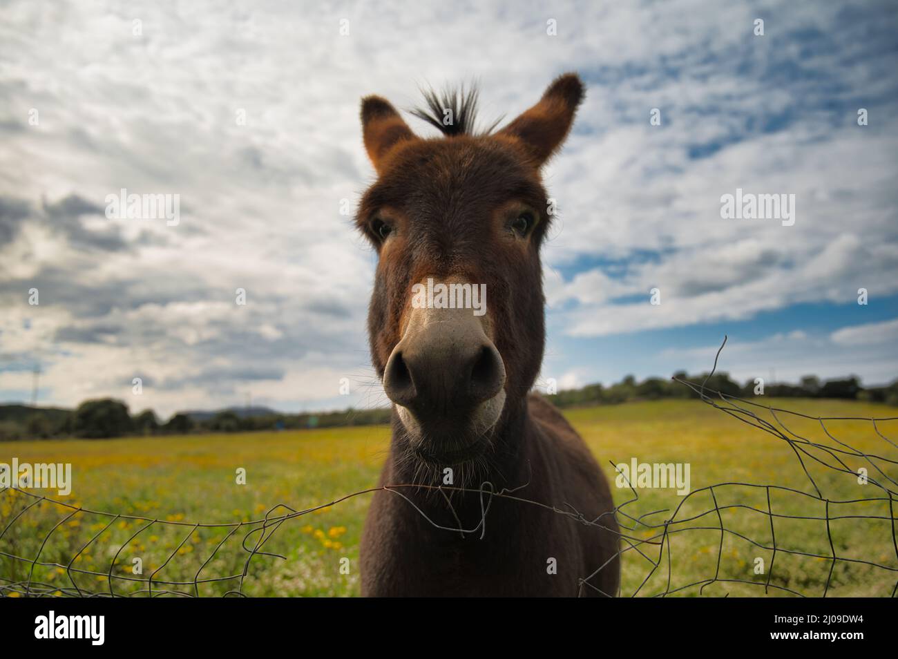 Wire donkey hi-res stock photography and images - Alamy