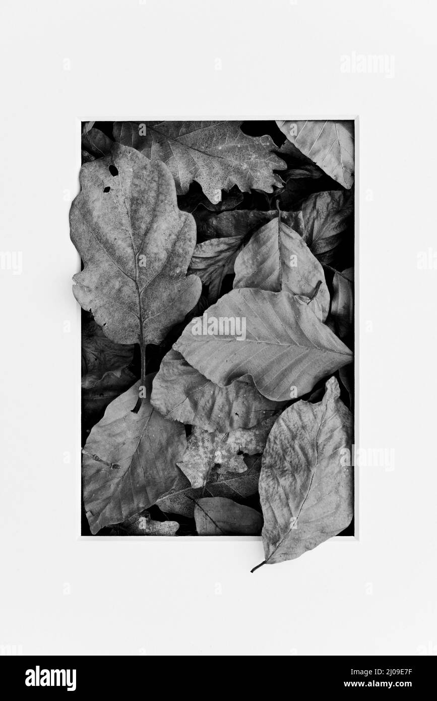 Selection of leaves Black and White Stock Photos & Images - Alamy