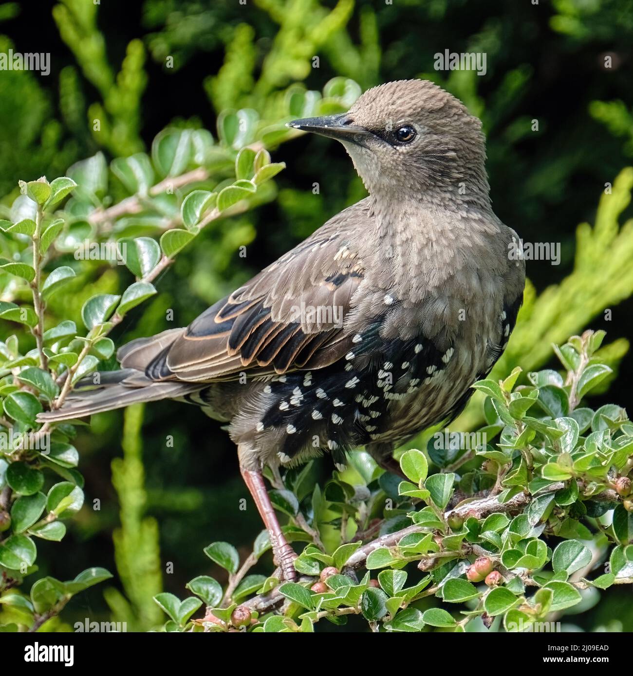 Scottish starling hi-res stock photography and images - Alamy