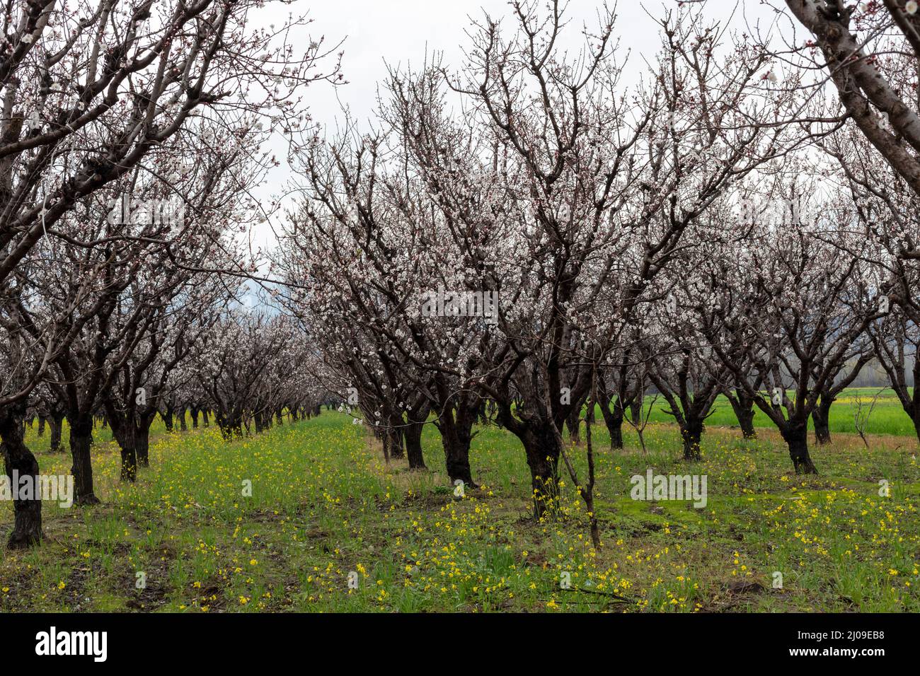 Orchard farm hi-res stock photography and images - Alamy