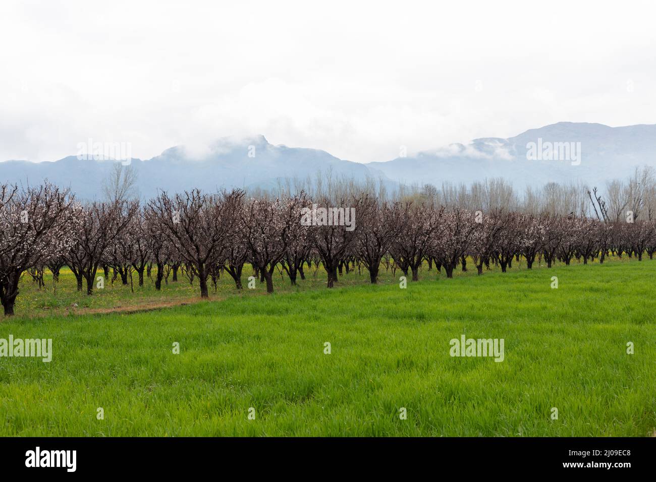Apricot blossom valley hi-res stock photography and images - Alamy