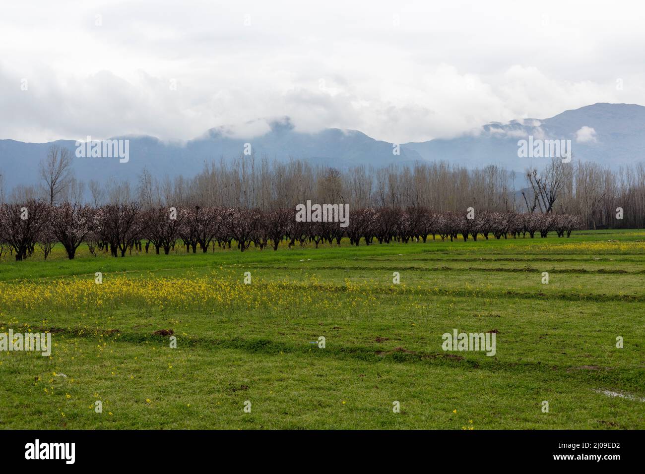 Fruit orchard farm hi-res stock photography and images - Alamy