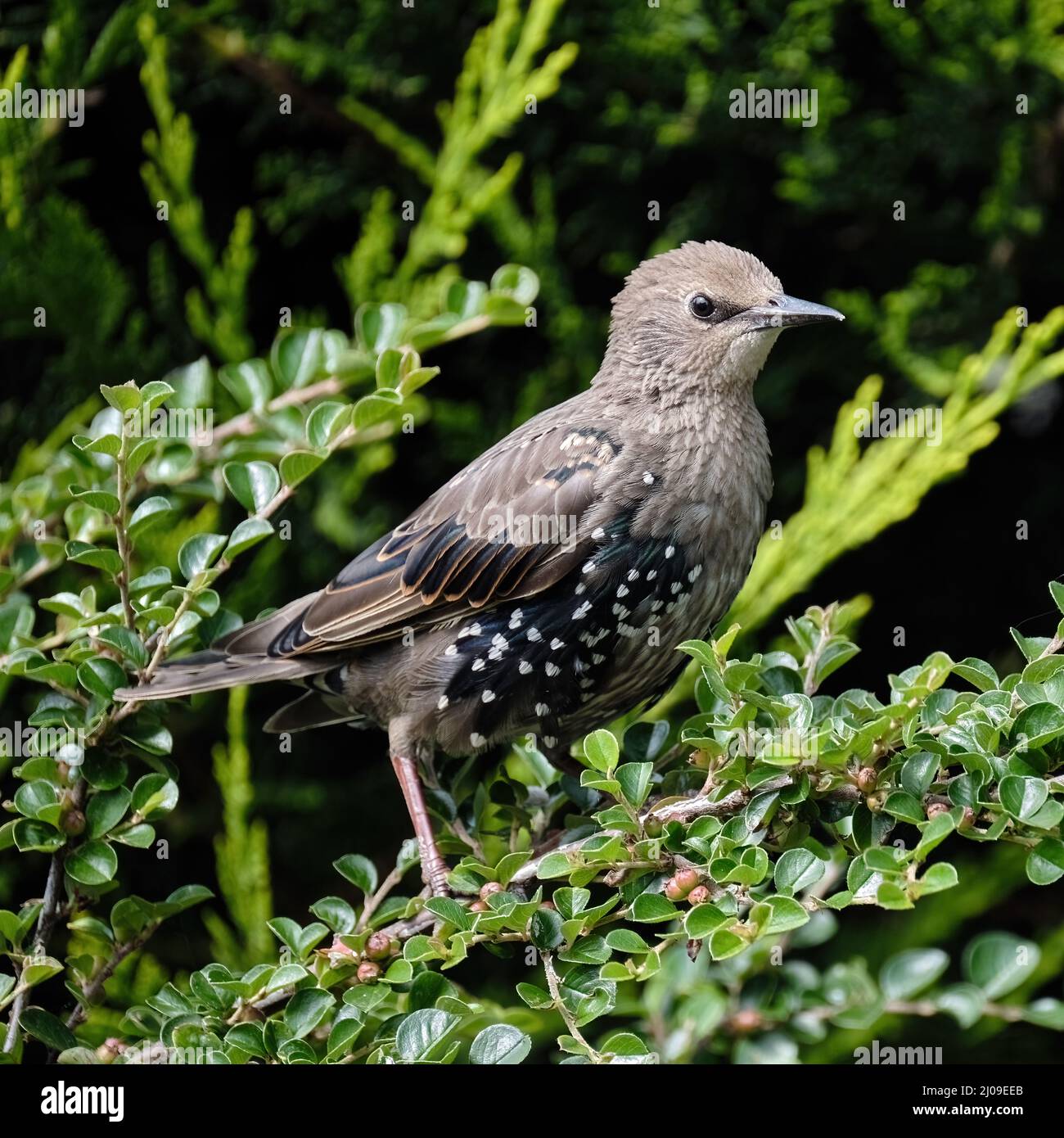 Scottish starling hi-res stock photography and images - Alamy