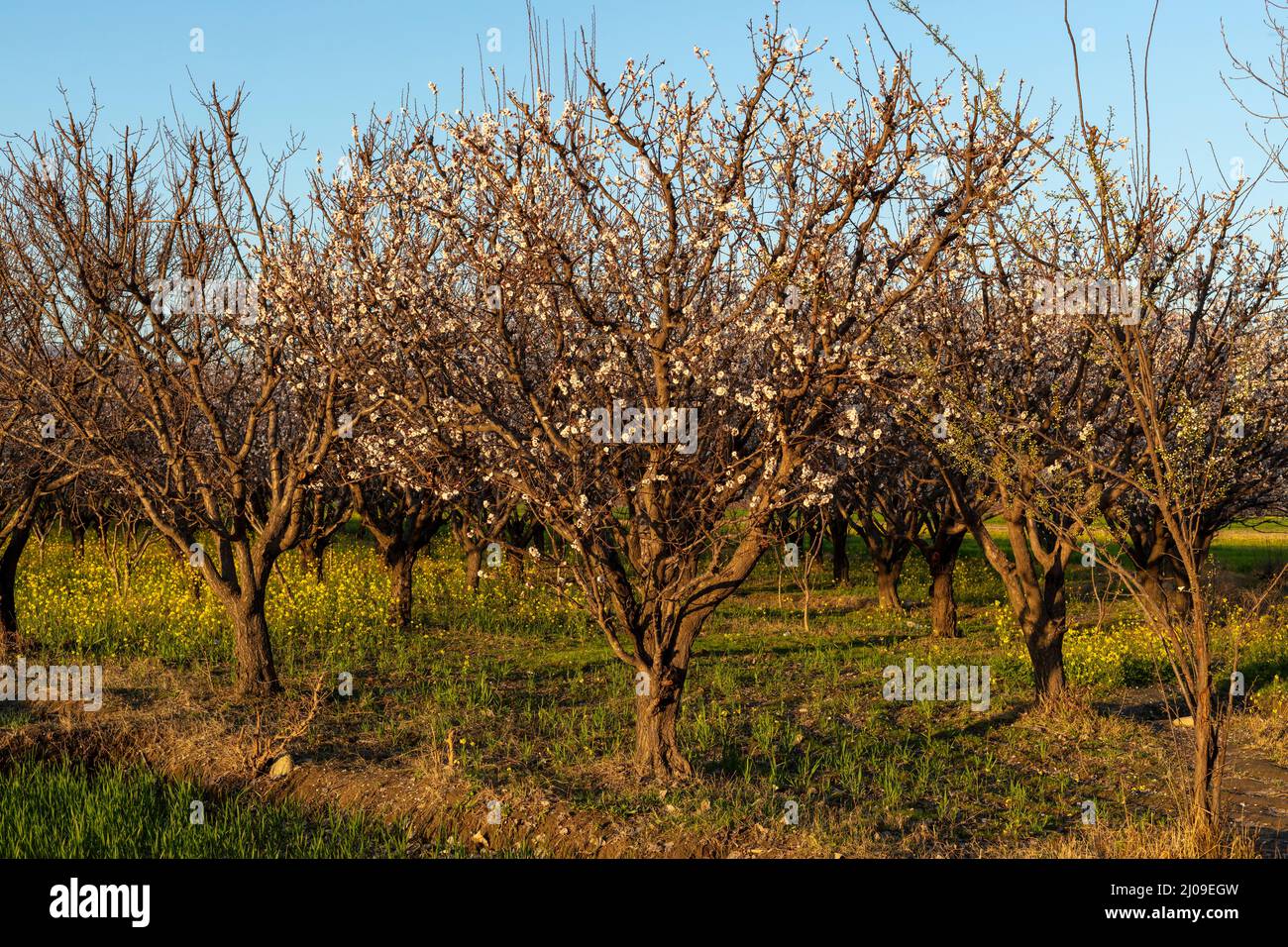 Apricot farming hi-res stock photography and images - Alamy