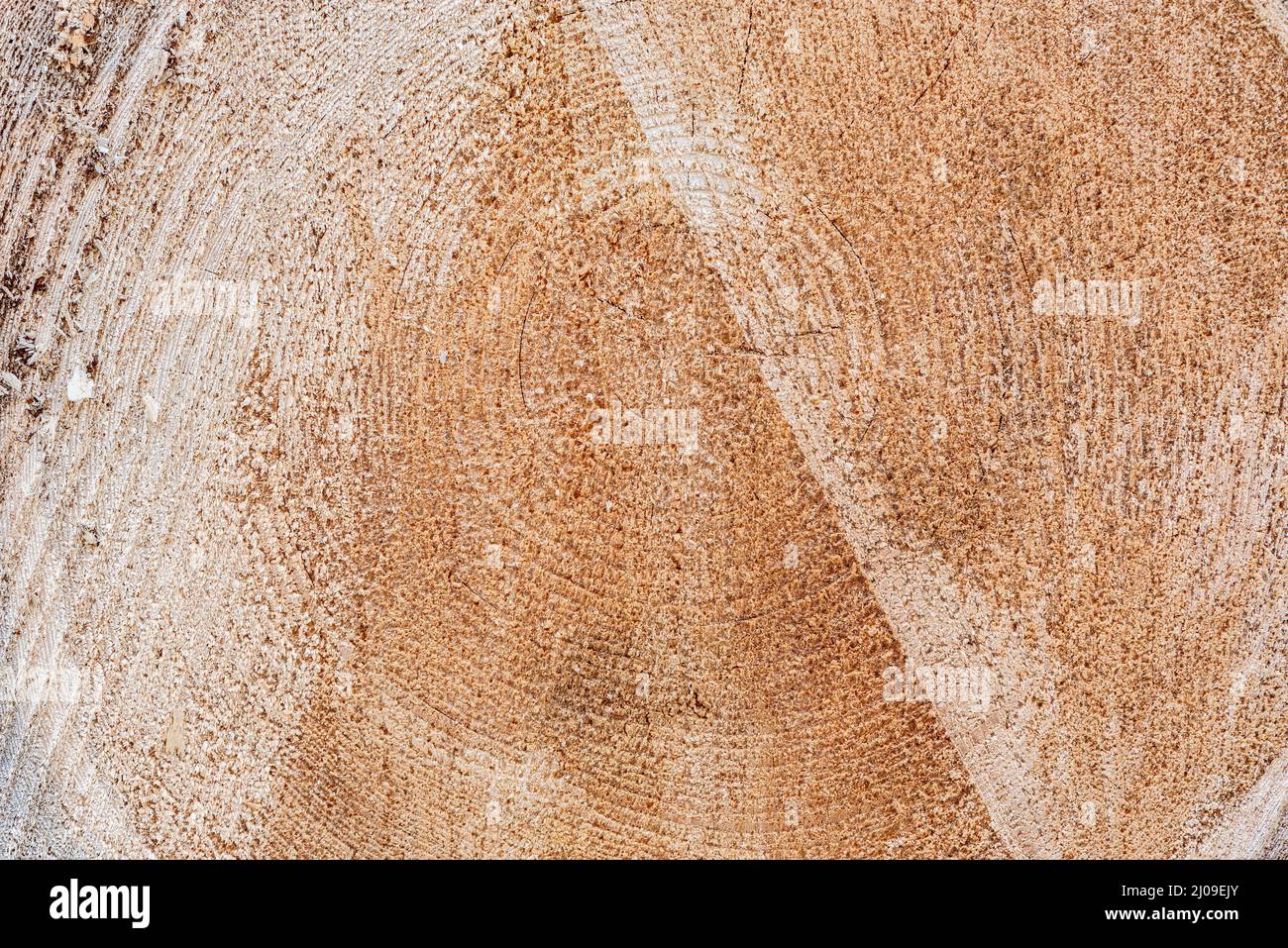 Slice of the wood timber natural background Stock Photo - Alamy
