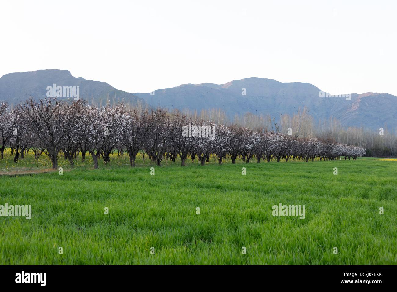 Beautiful scenery of apricot fruit farm Stock Photo - Alamy