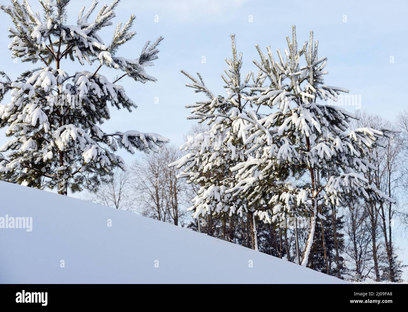 Green young pine trees hi-res stock photography and images - Alamy
