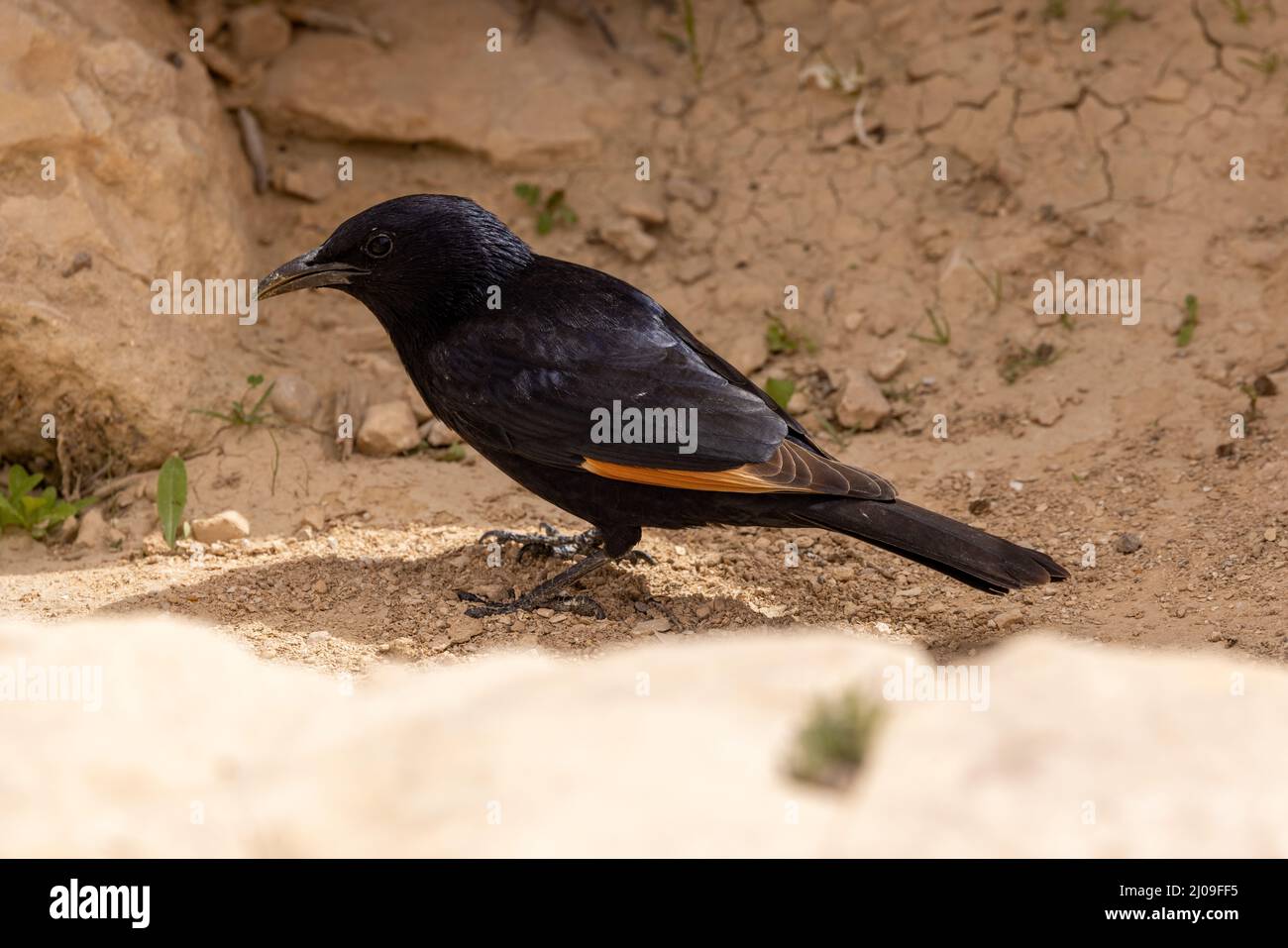 Closeup of a black starling on a rock Stock Photo - Alamy