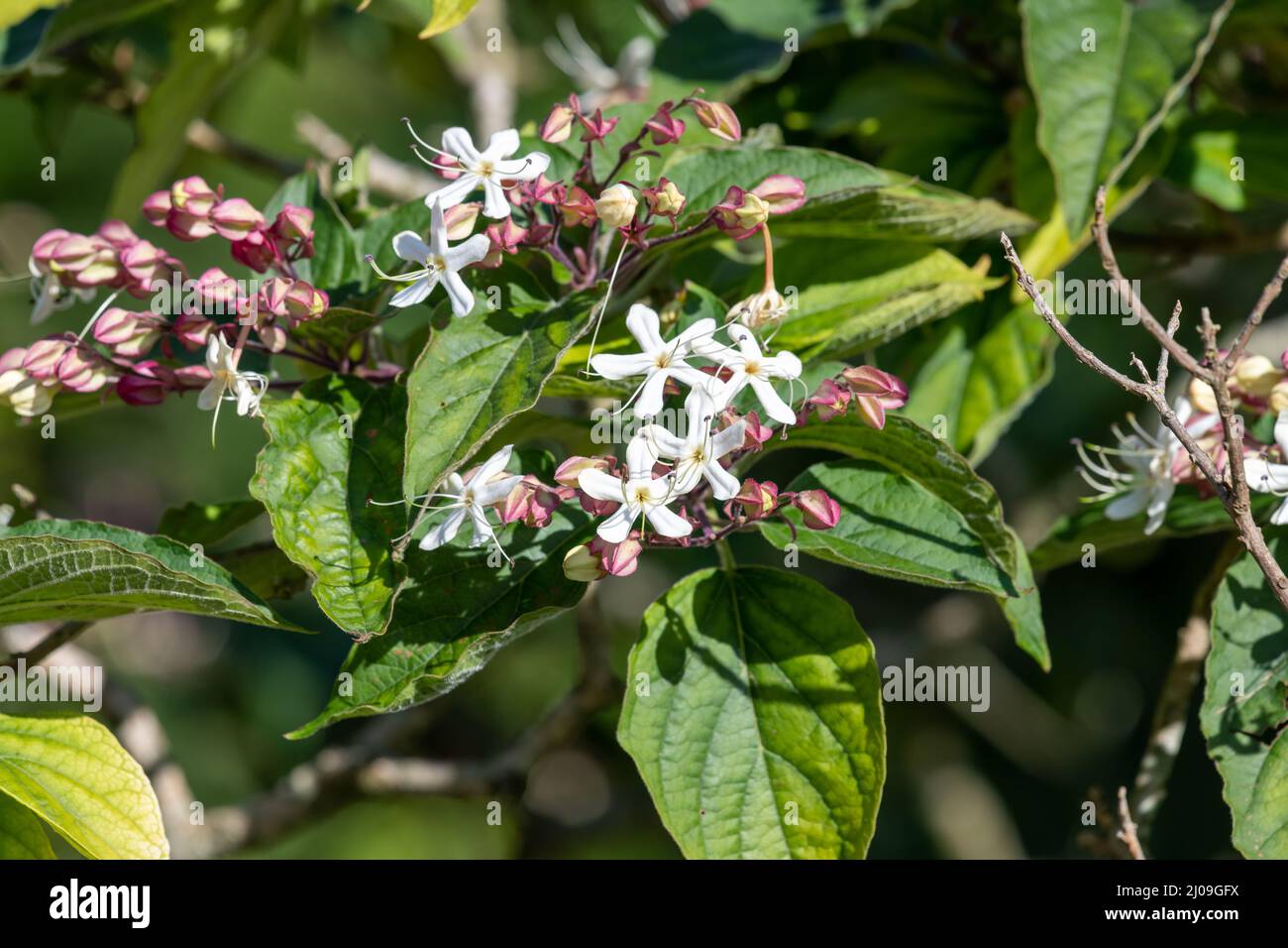 Close up of hill glory bower (clerodendrum infortunatum) flowers in ...