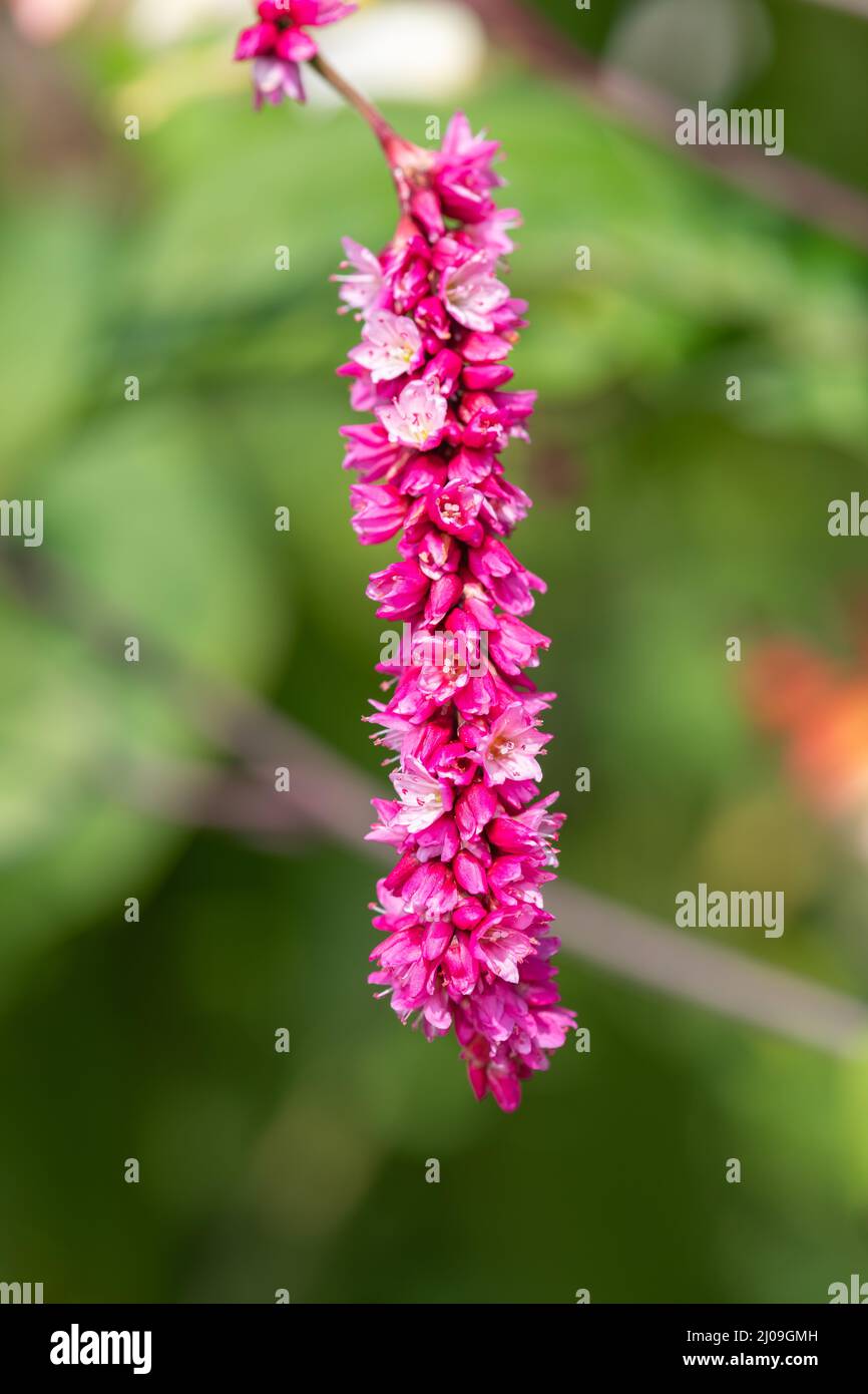 Close up of red bistort (bistorta amplexicaulis) flowers in bloom Stock ...