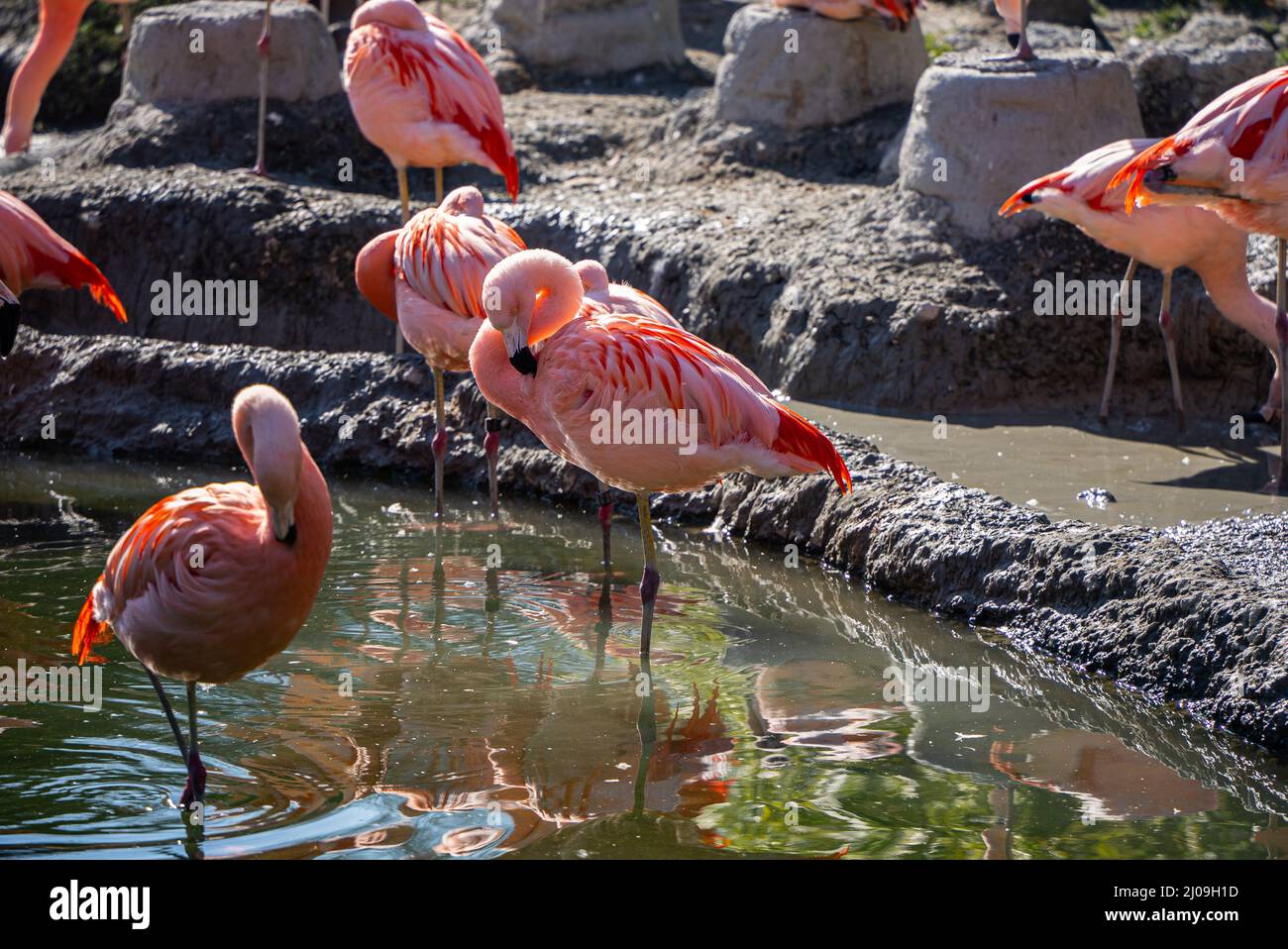 Group of flamingos bathing in a pond at a zoo Stock Photo - Alamy