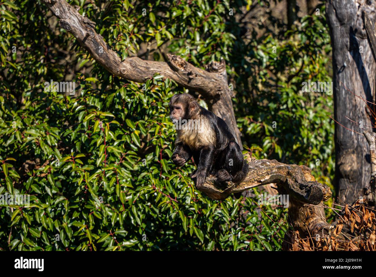 Golden-bellied capuchin monkey on a tree branch at Zoo Zurich in ...
